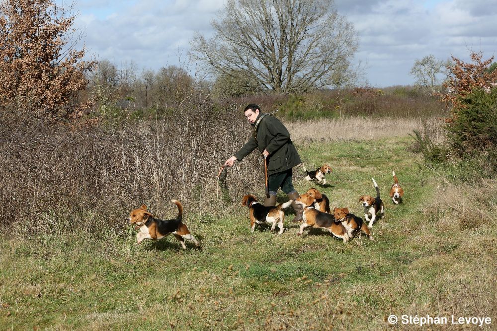 Stéphan Levoye - Photographe de la vènerie (ou chasse à courre ...